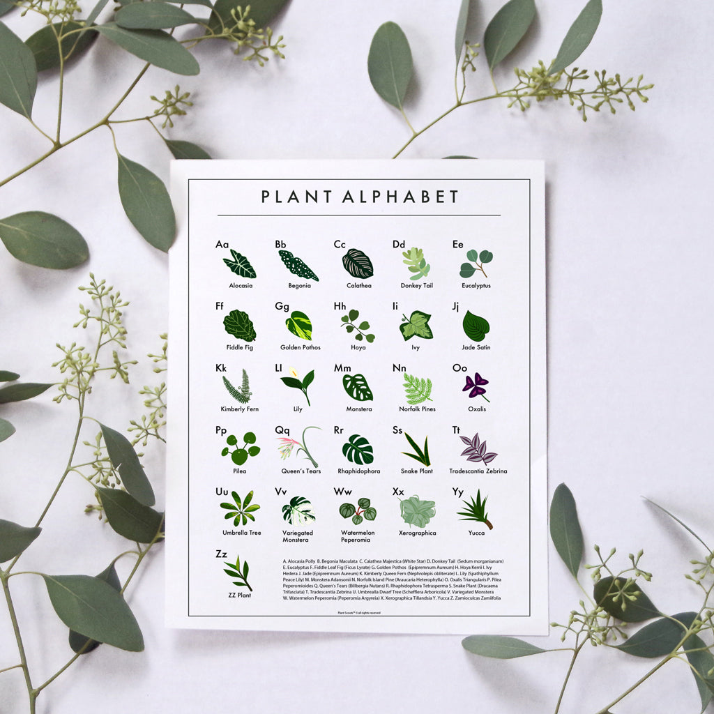 The Plant Alphabet Poster – Plant Scouts